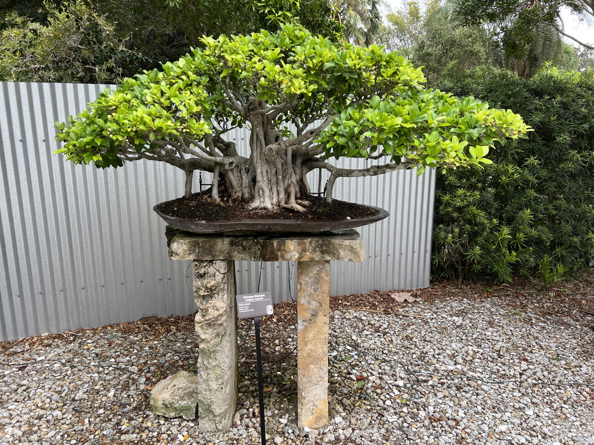 Bonsai apprenticeship in Japan – Philip Greenspun’s Weblog