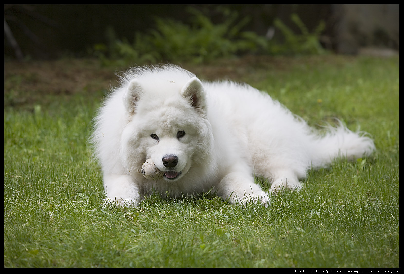 Photograph by Philip Greenspun: alex-chewing-1